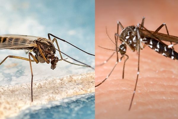 Cycle de vie du moustique (reproduction, ponte, développement)