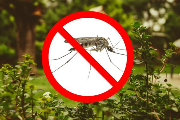 Cycle de vie du moustique (reproduction, ponte, développement)